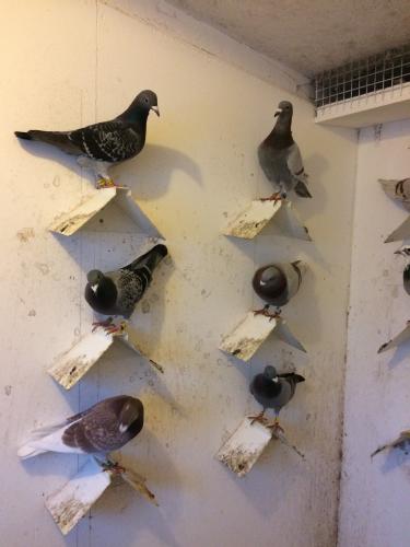 Racing pigeons For Sale in Darwen, Lancashire | Preloved
