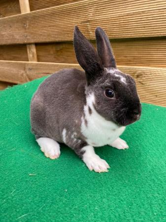Broken Mini Rex 10 weeks old ready now For Sale in Dukinfield, Cheshire ...