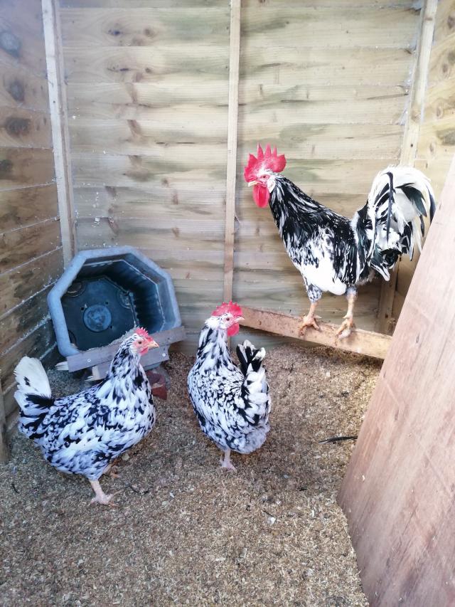 exchequer leghorns hatching eggs and chicks For Sale in Lancaster ...