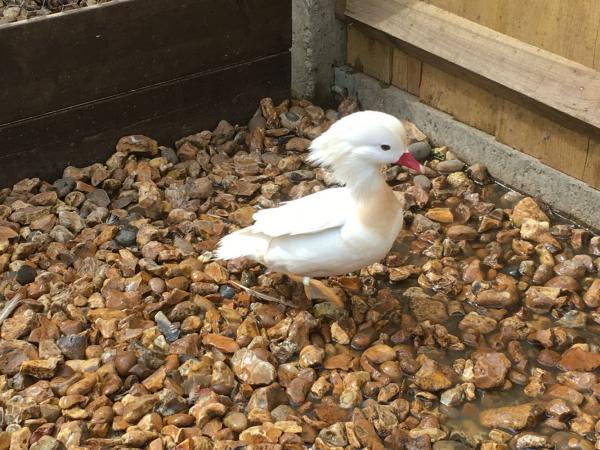 Silver mandarin ducks For Sale in Romsey, Hampshire | Preloved
