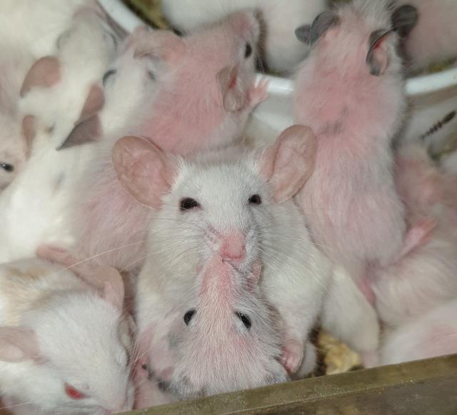 African soft furred rats For Sale in Long Sutton, Lincs | Preloved