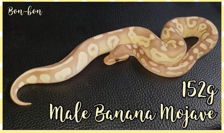 Male Banana Mojave Royal Ball Python For Sale in Maidstone, Kent | Preloved